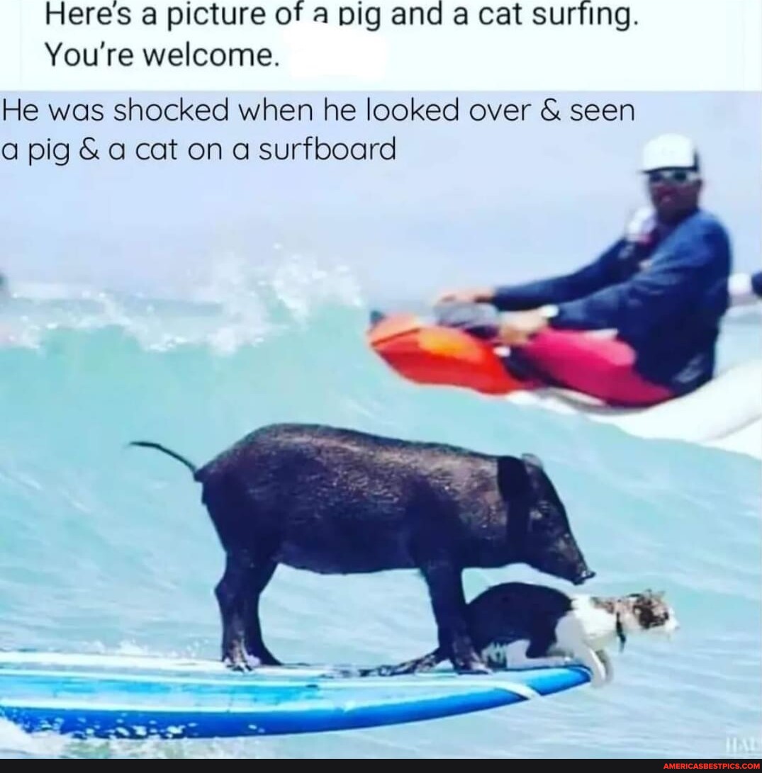 Heres a picture of a pig and a cat surfing. You're welcome. He was ...