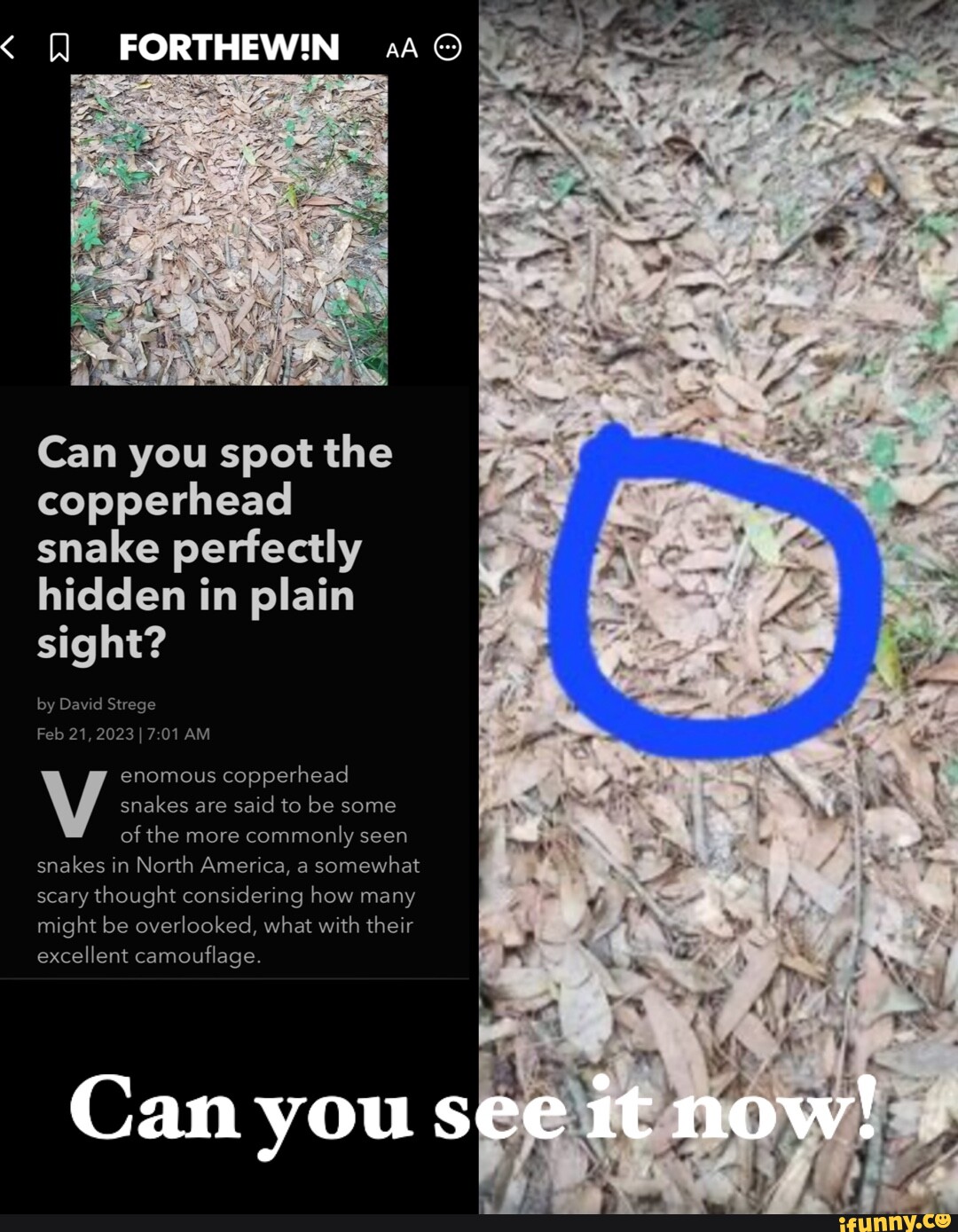 FORTE Can you spot the copperhead snake perfectly hidden in plain sight? b Strege Feb 21, 2023 I ...