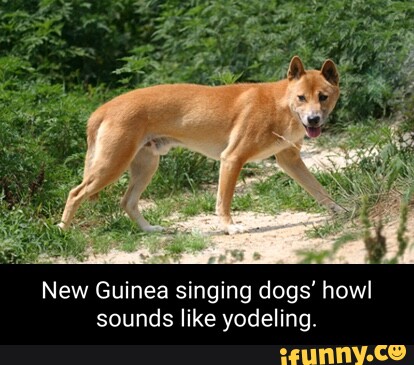 Yodeling memes. Best Collection of funny Yodeling pictures on iFunny