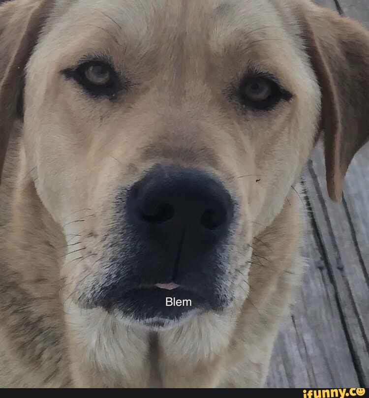 Doggerino memes. Best Collection of funny Doggerino pictures on iFunny