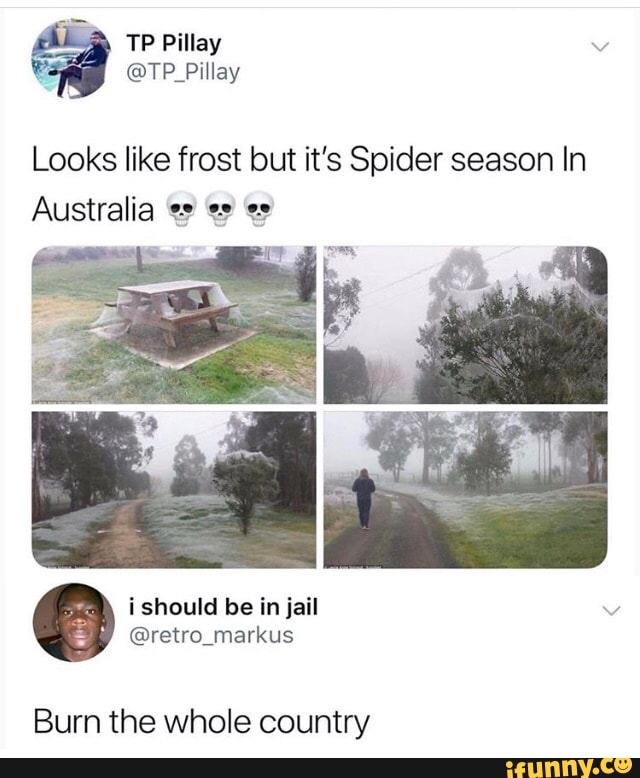 Looks like frost but it’s Spider season In Australia Burn the whole ...