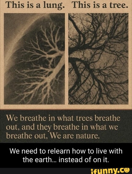 This is lung. This is a tree. We breathe in what trees breathe out, and ...