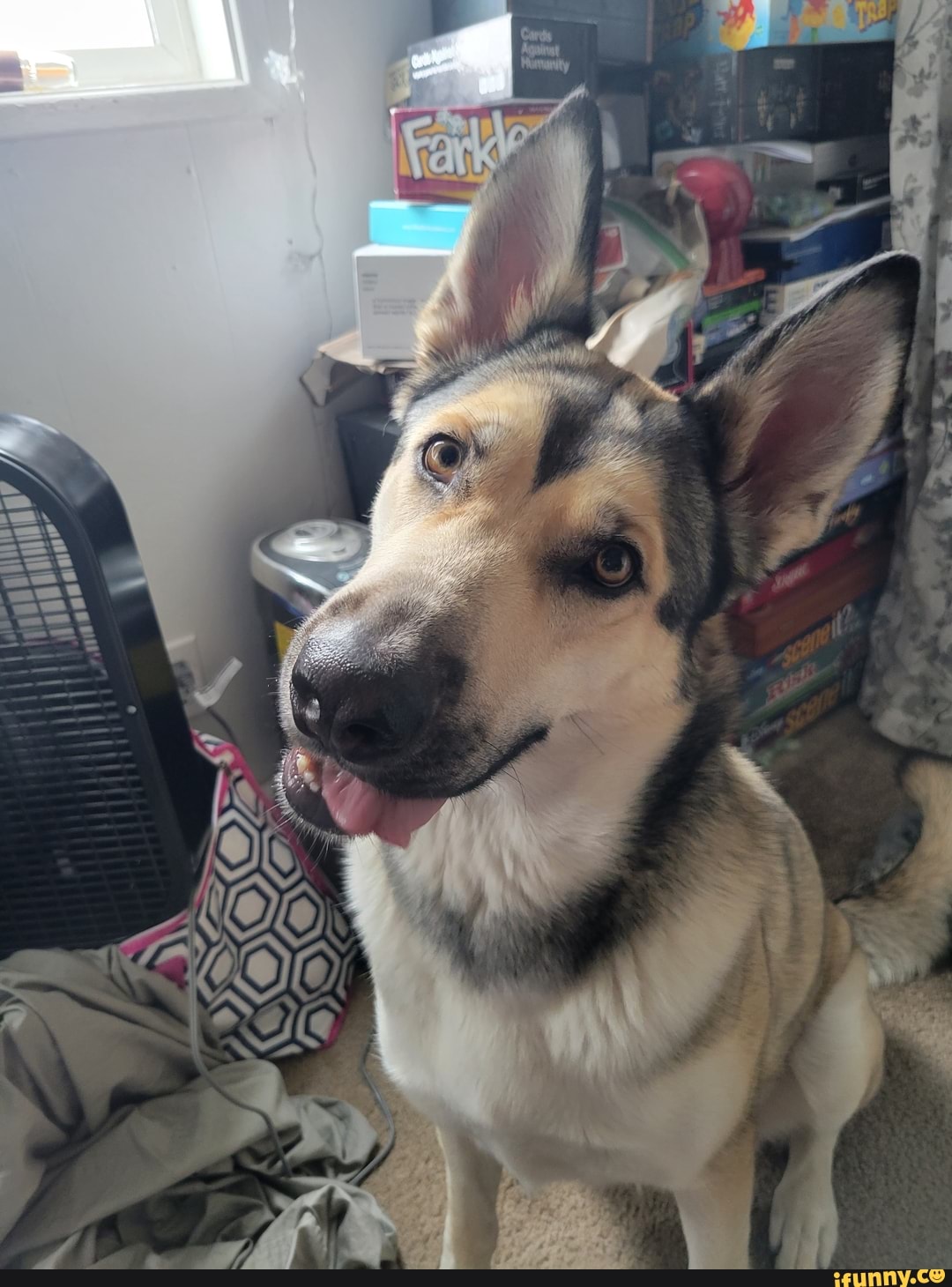 Shepsky memes. Best Collection of funny Shepsky pictures on iFunny