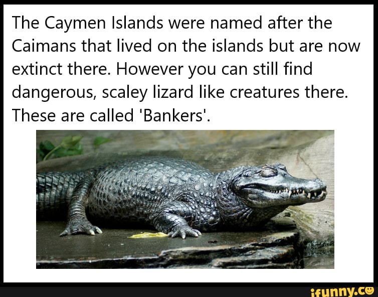 The Caymen Islands were named after the Caimans that lived on the ...