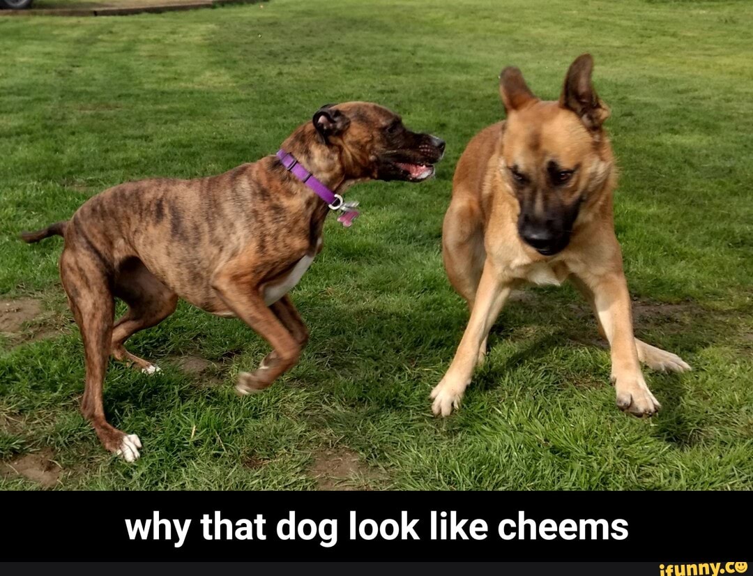 Why that dog look like cheems - why that dog look like cheems - iFunny