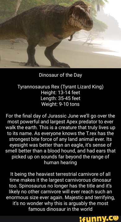 Dinosaur of the Day 'Tyrannosaurus Rex (Tyrant Lizard King) Height: 13 ...