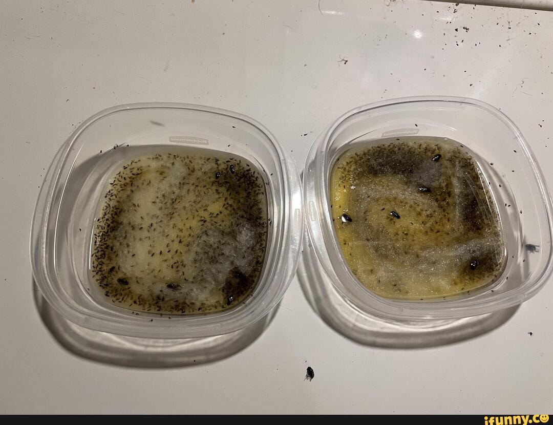 Gnats memes. Best Collection of funny Gnats pictures on iFunny