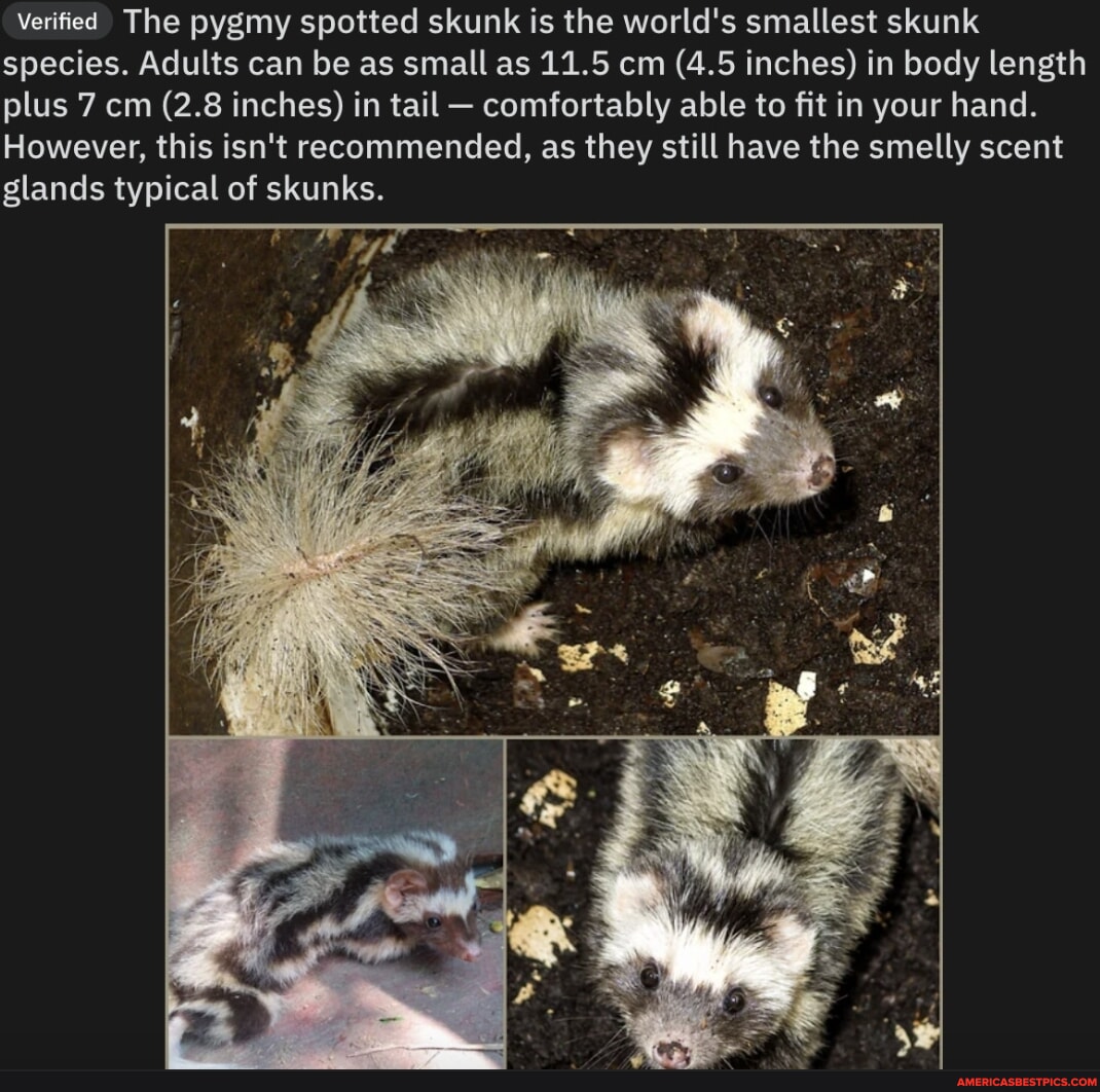 Verified The pygmy spotted skunk is the world's smallest skunk species ...