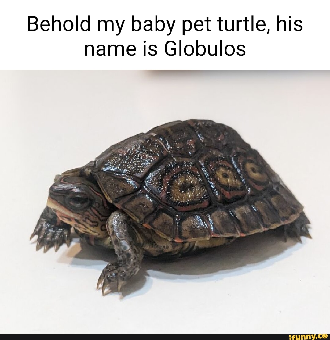 Behold my baby pet turtle, his name is Globulos - iFunny
