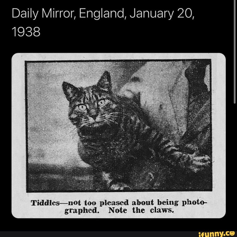 Tiddles memes. Best Collection of funny Tiddles pictures on iFunny