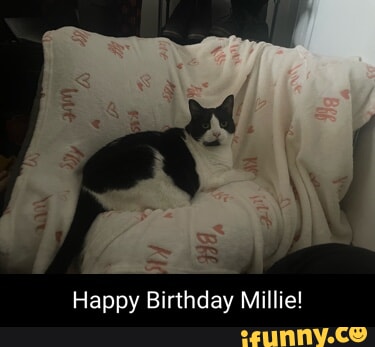 Millie memes. Best Collection of funny Millie pictures on iFunny