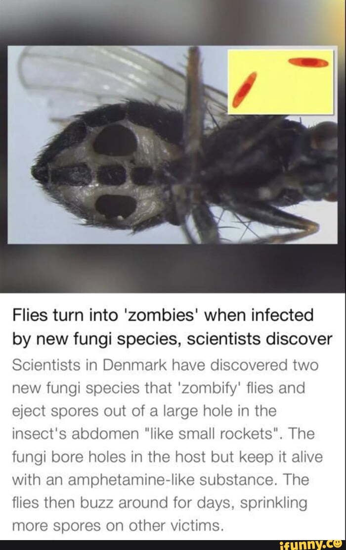 Flies turn into 'zombies' when infected by new fungi species ...