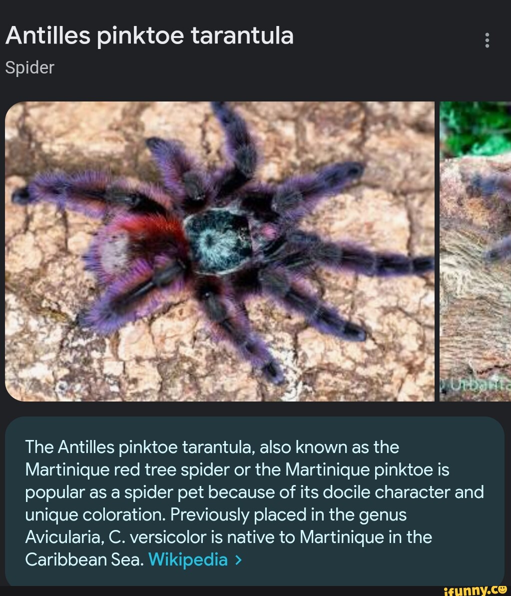 Antilles pinktoe tarantula Spider The Antilles pinktoe tarantula, also ...