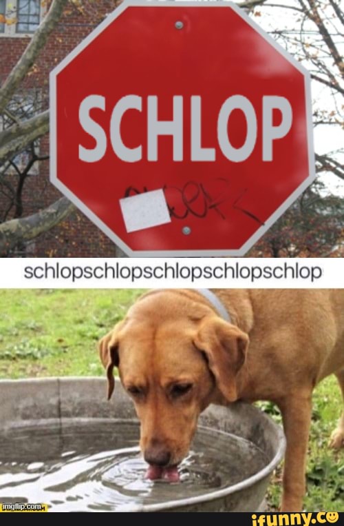 Schlop memes. Best Collection of funny Schlop pictures on iFunny