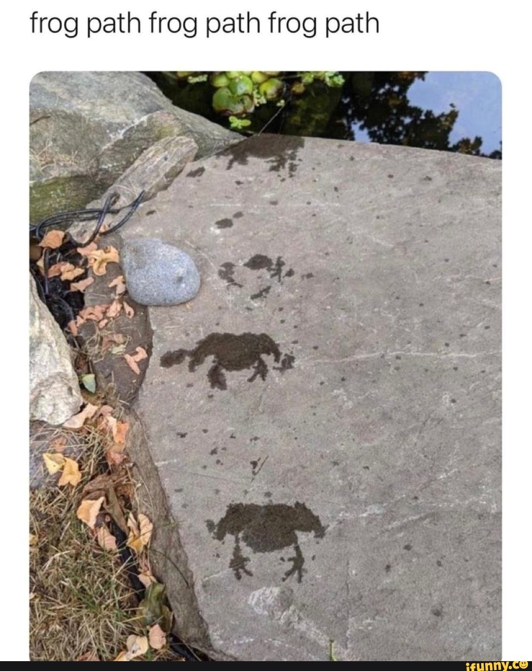 Frog path frog path frog path - iFunny