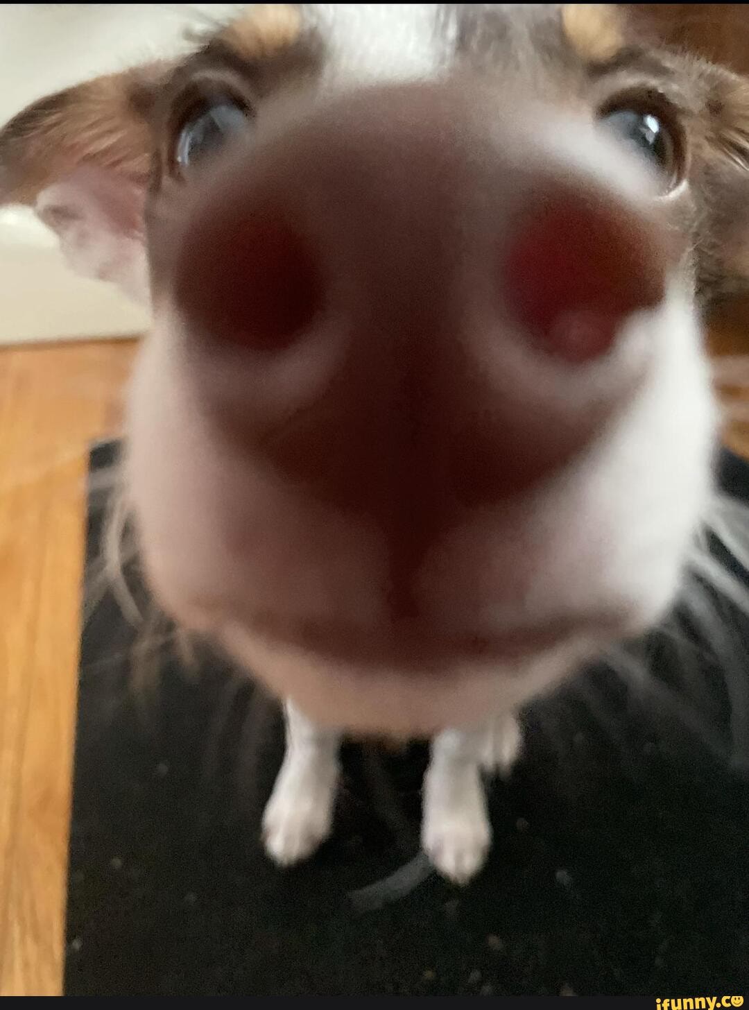 Snoot memes. Best Collection of funny Snoot pictures on iFunny