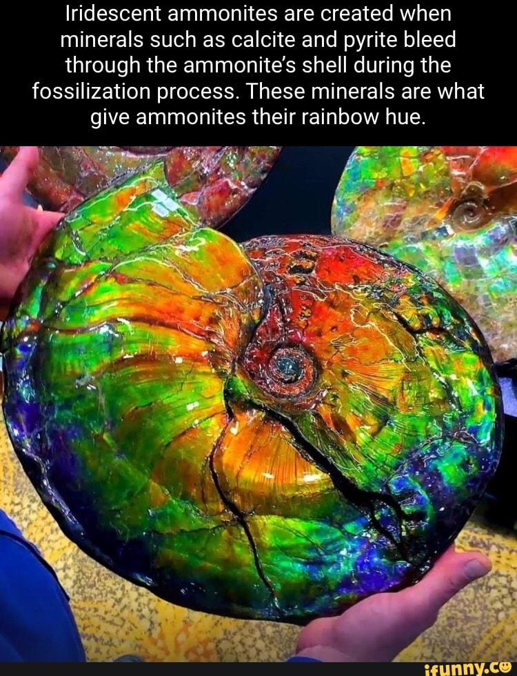 Fossilization Memes Best Collection Of Funny Fossilization Pictures On Ifunny