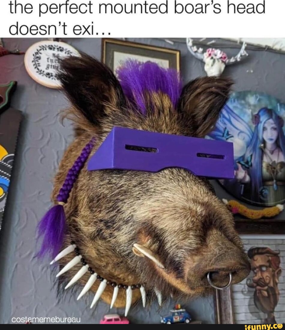 Boars memes. Best Collection of funny Boars pictures on iFunny