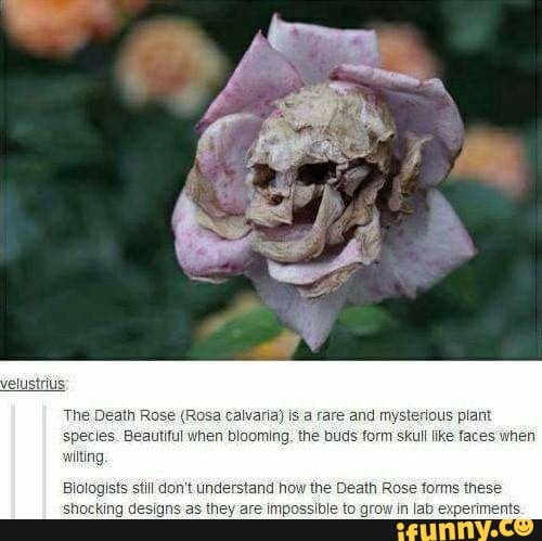 The Death Rose (Rosa calvaria) is a rare and mysterious plant Beautiful ...