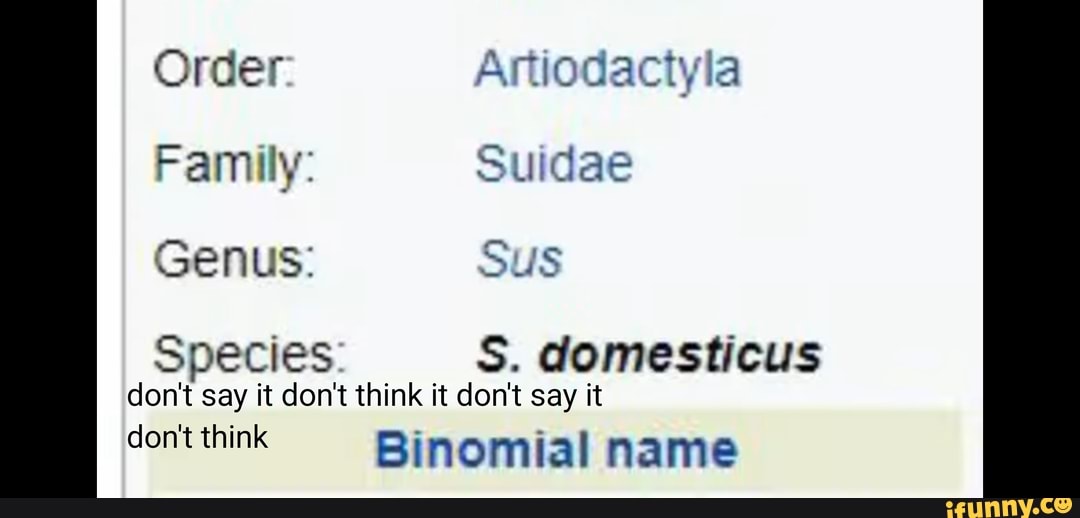 Order Artiodactyla Family: Suidae Genus: Sus Species S. domesticus don ...