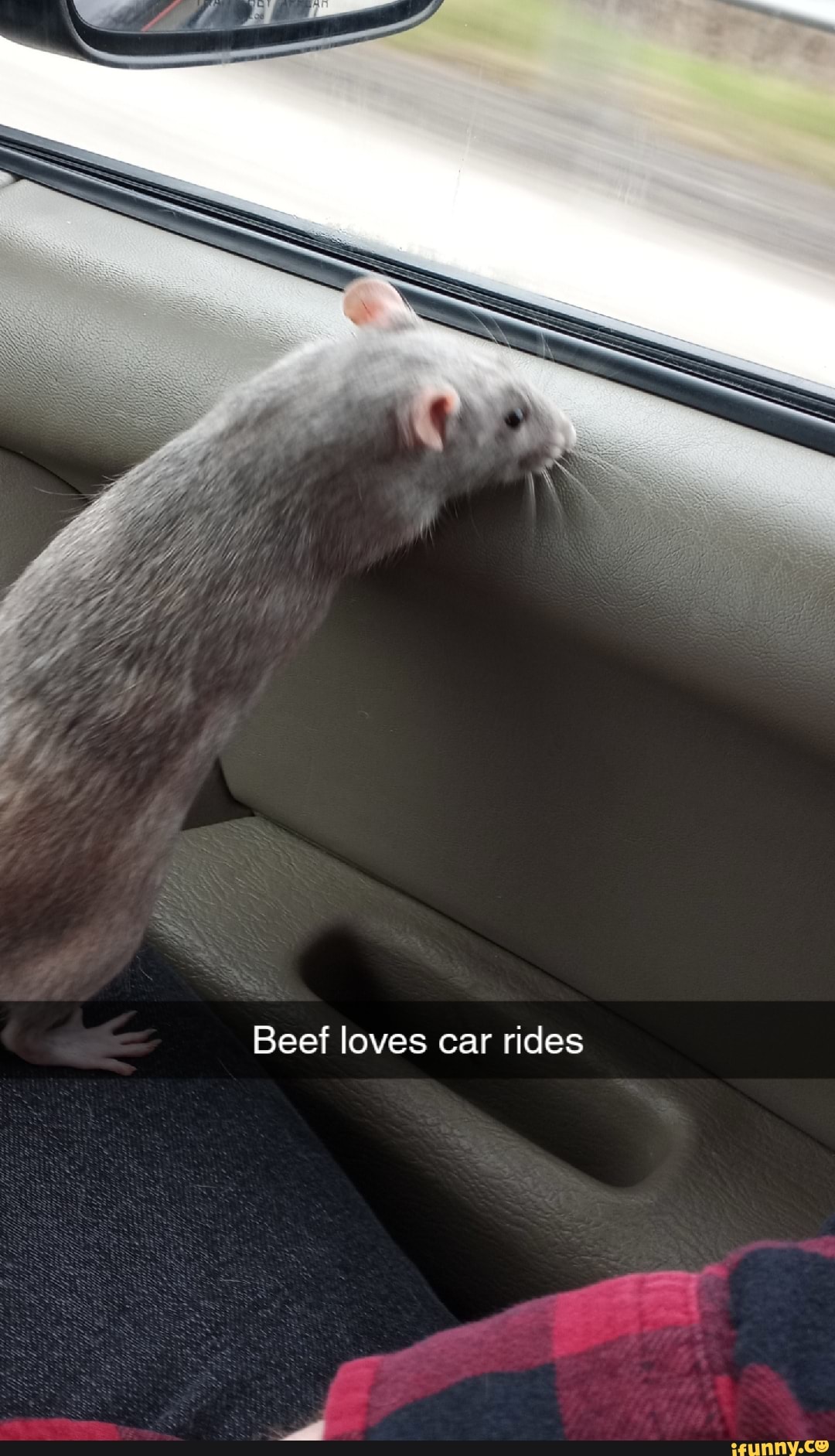 Ratto memes. Best Collection of funny Ratto pictures on iFunny