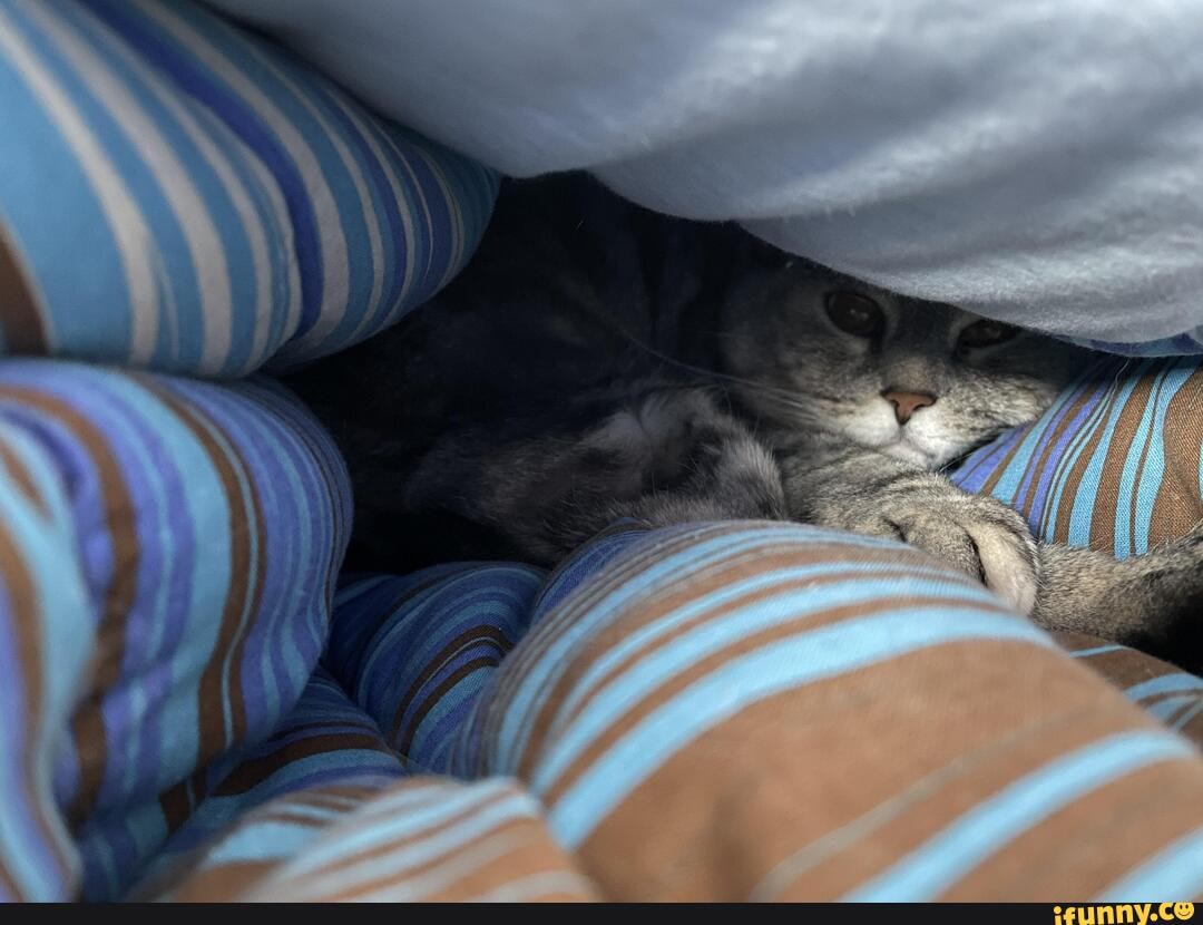 Catcave memes. Best Collection of funny Catcave pictures on iFunny