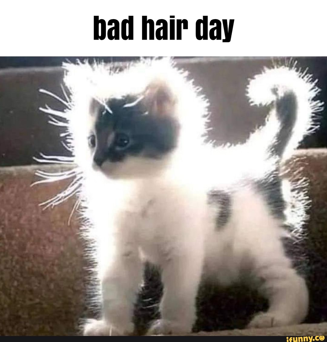 Bad Hair Day Cat
