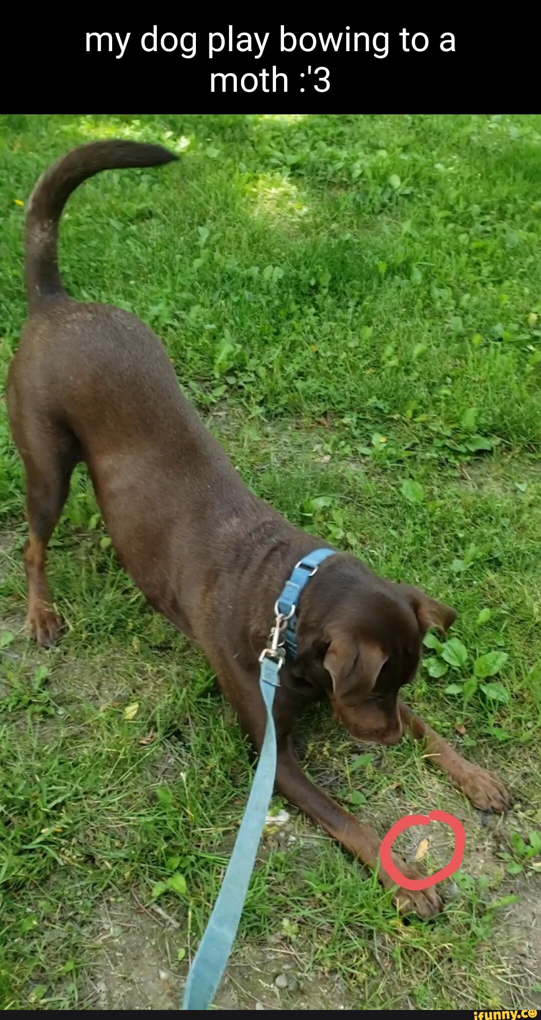 Bowing memes. Best Collection of funny Bowing pictures on iFunny