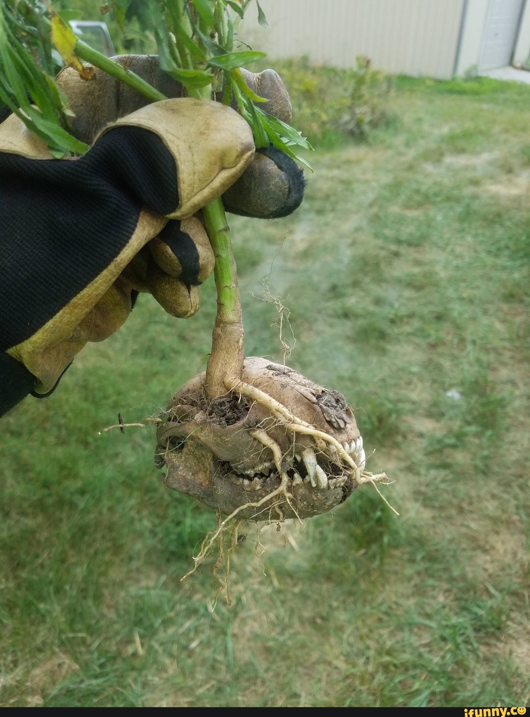 Cursed_vegetable memes. Best Collection of funny Cursed_vegetable ...