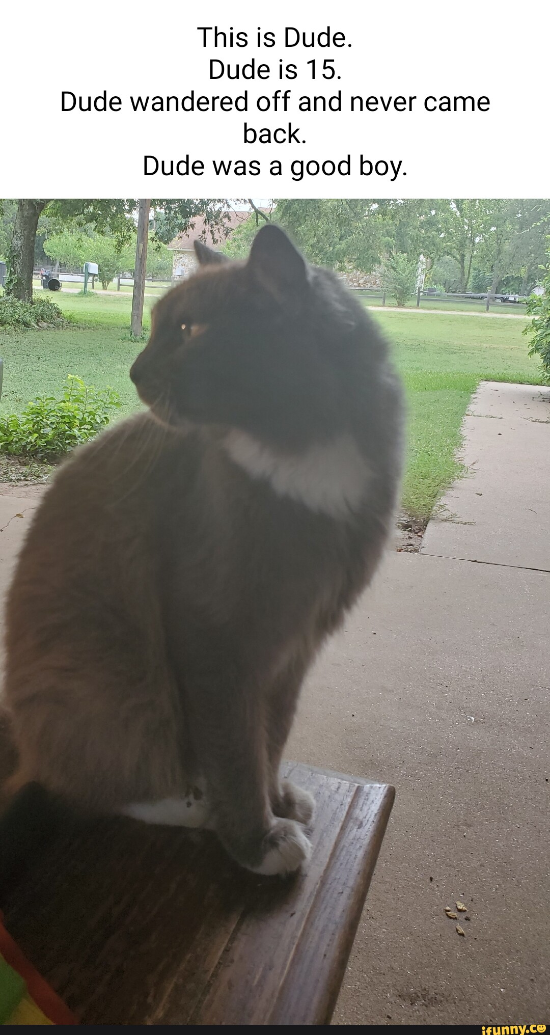 This is Dude. Dude is 15. Dude wandered off and never came back. Dude ...