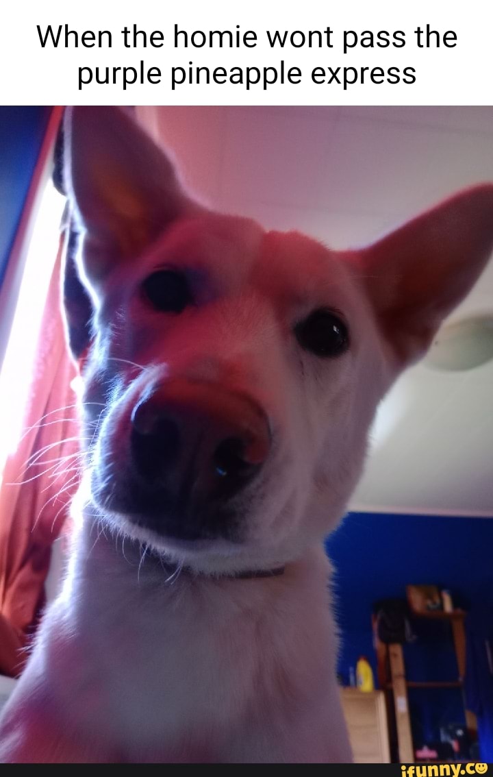 Express memes. Best Collection of funny Express pictures on iFunny