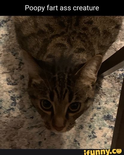 Poopy fart ass creature - iFunny
