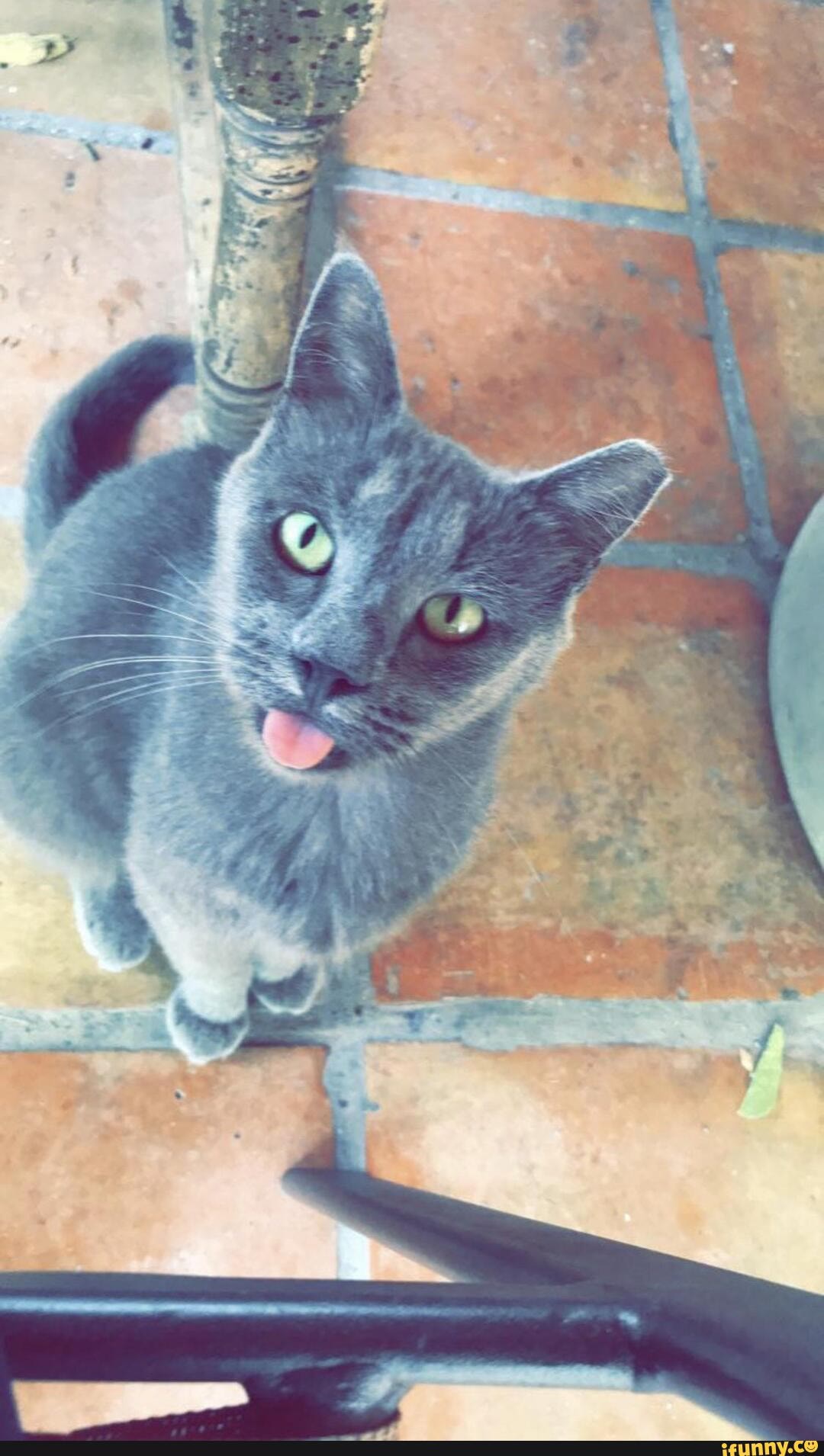 Narf memes. Best Collection of funny Narf pictures on iFunny