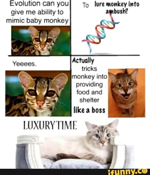 Evolution can you To lure monkey into give me ability to aytbush? mimic ...