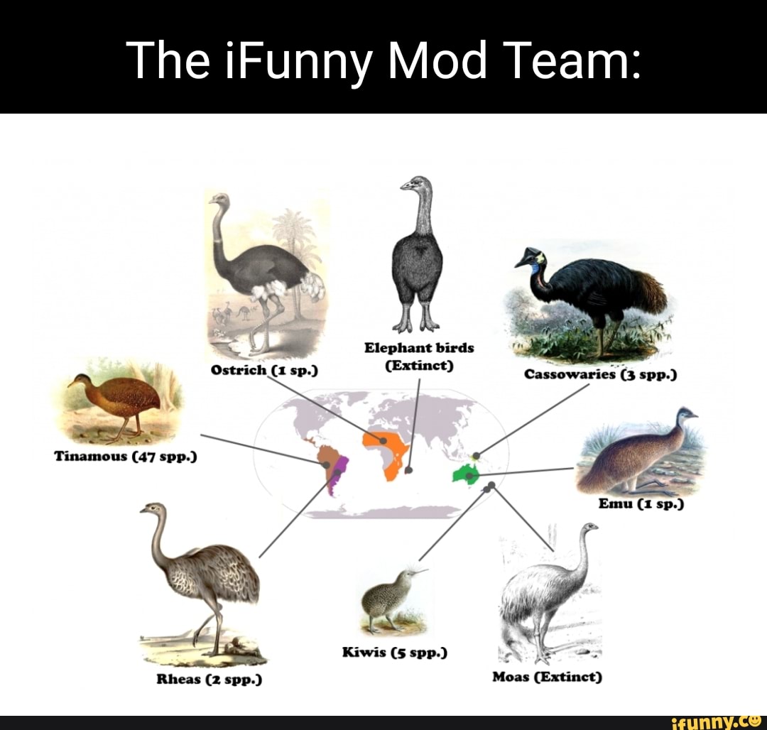 Rhea memes. Best Collection of funny Rhea pictures on iFunny