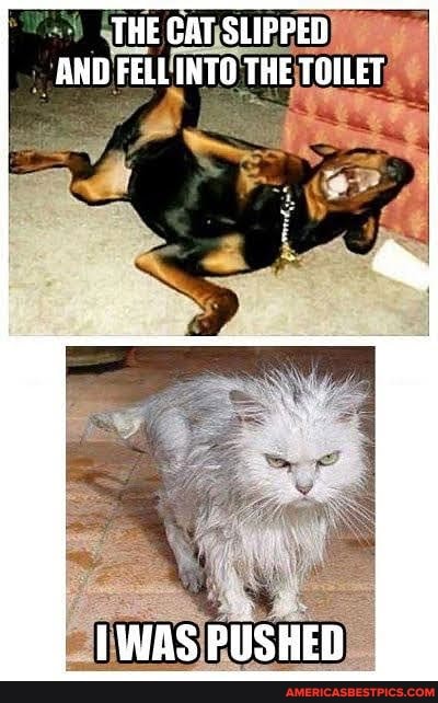 THE GAT SUPPED AND FELLINTO THE TOILET WAS PUSHED - America’s best pics ...
