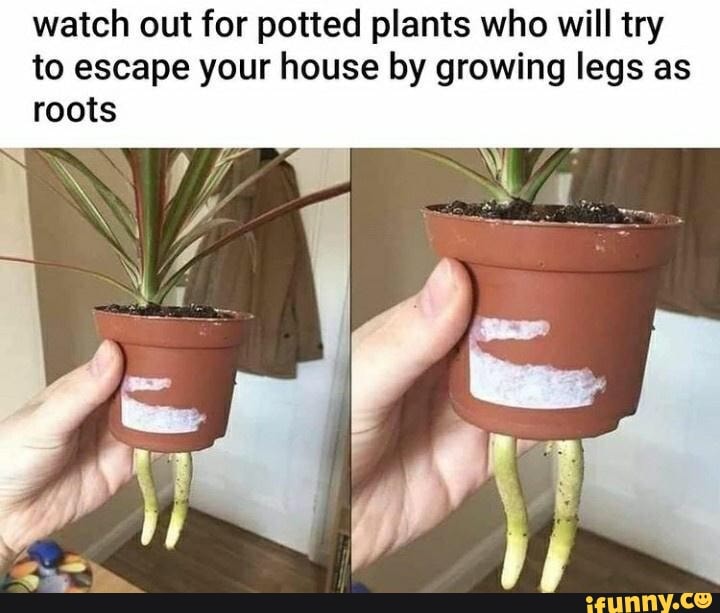 Watch out for potted plants who will try to escape your house by ...