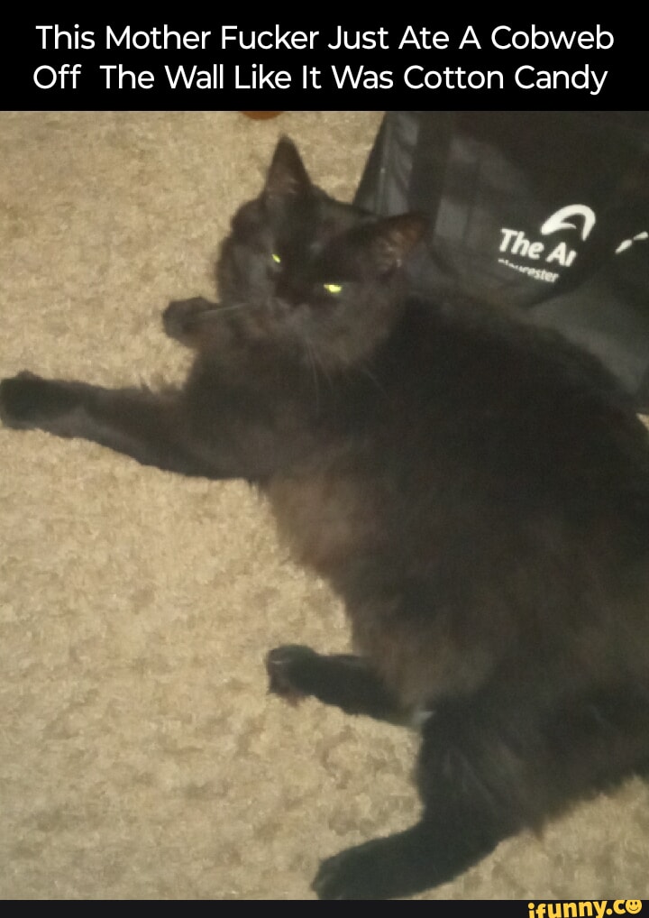 Cobweb memes. Best Collection of funny Cobweb pictures on iFunny