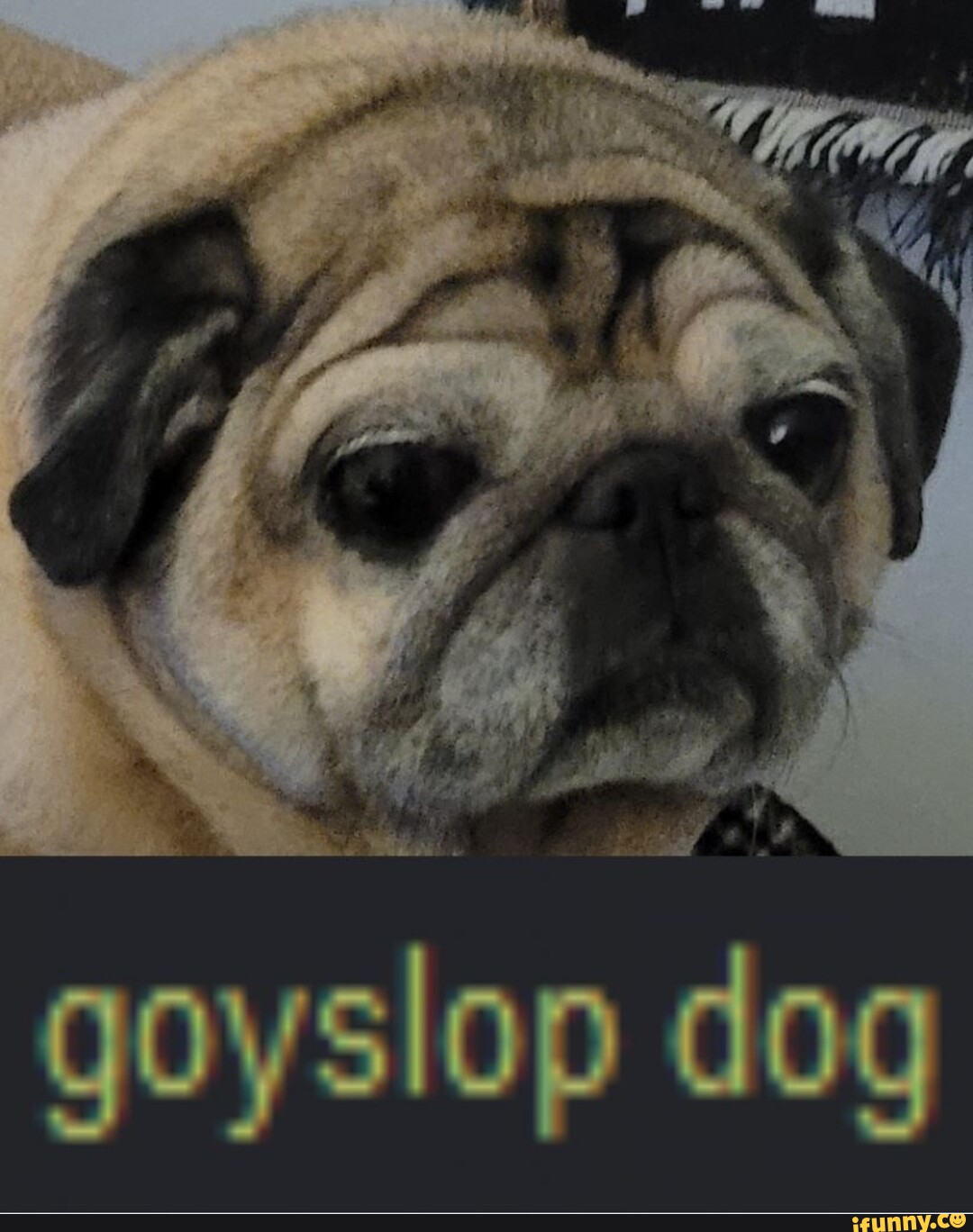 Goyslop dog - iFunny