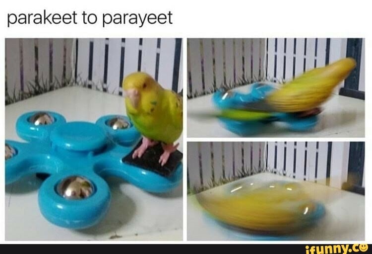 Parayeet memes. Best Collection of funny Parayeet pictures on iFunny