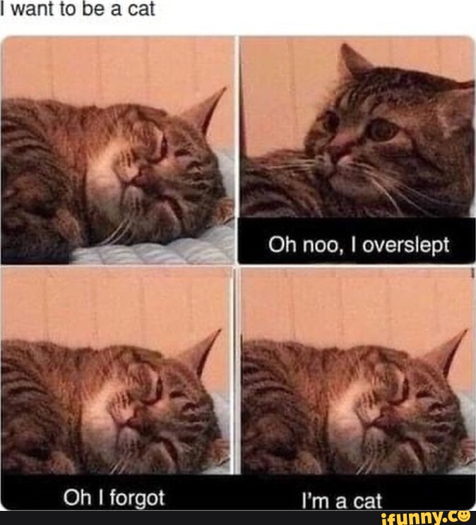 Noooo Cat Meme