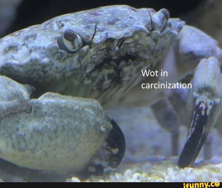 Carcinization memes. Best Collection of funny Carcinization pictures on ...