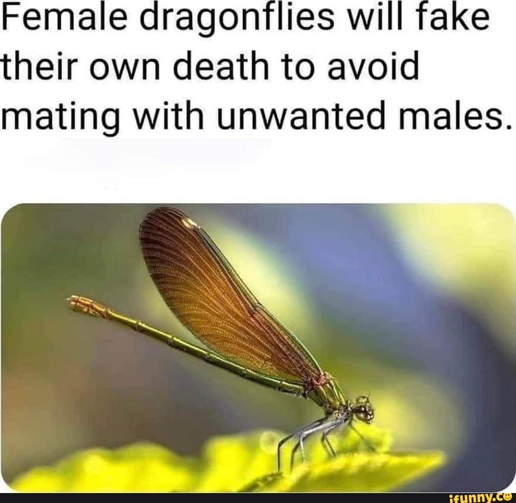 Dragonflies memes. Best Collection of funny Dragonflies pictures on iFunny