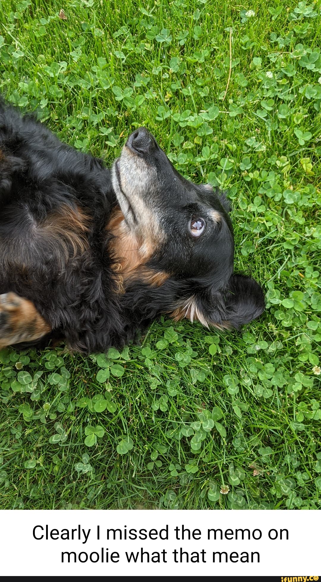 Moolie memes. Best Collection of funny Moolie pictures on iFunny