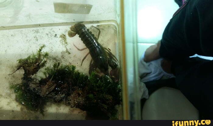Crayfish memes. Best Collection of funny Crayfish pictures on iFunny
