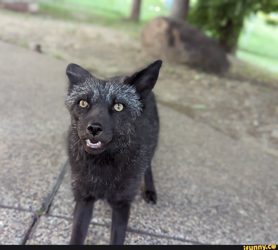 Tfm_serafina memes. Best Collection of funny Tfm_serafina pictures on ...