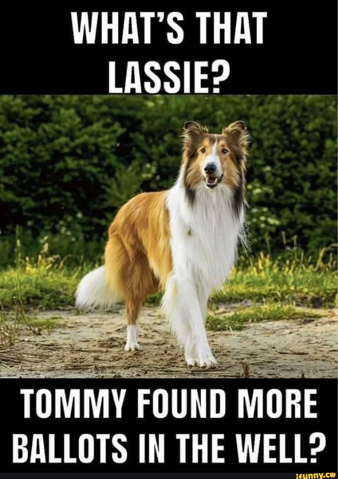 WHAT'S THAT LASSIE? OMMY FOUND MORE BALLOTS IN THE WELL? - iFunny