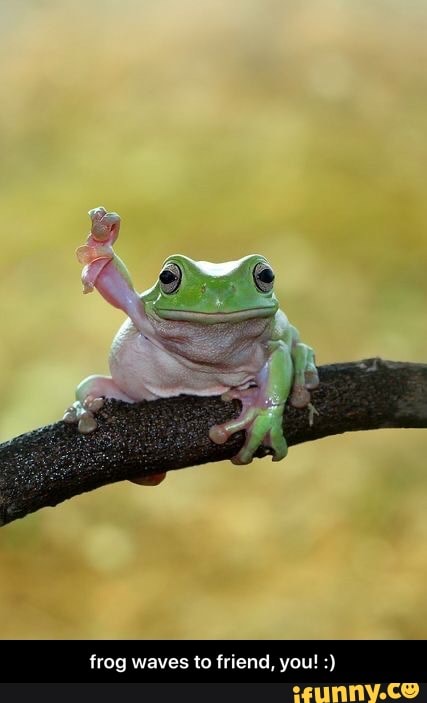 Frog waves to friend, you! :) - iFunny