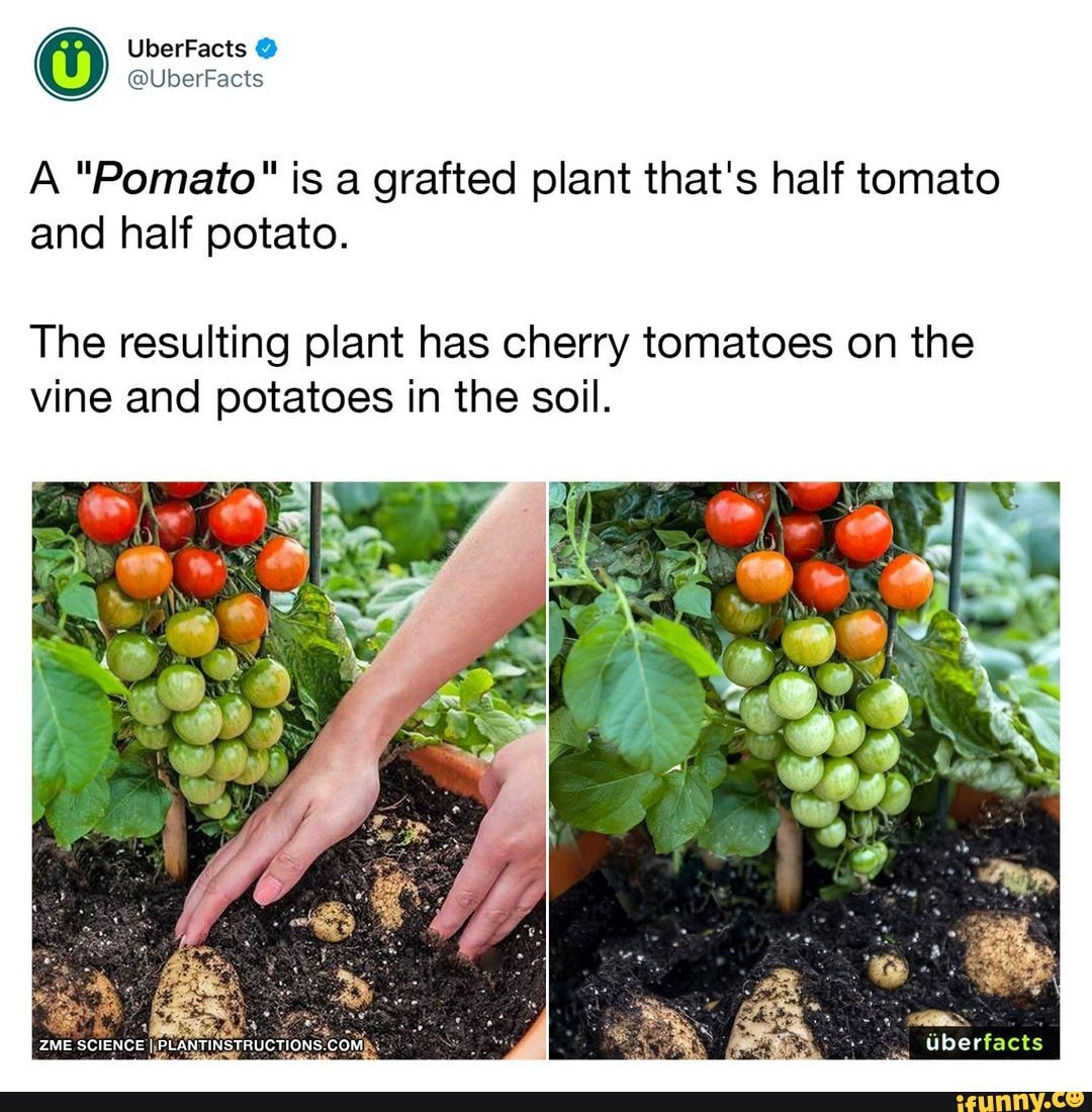 Pomato memes. Best Collection of funny Pomato pictures on iFunny