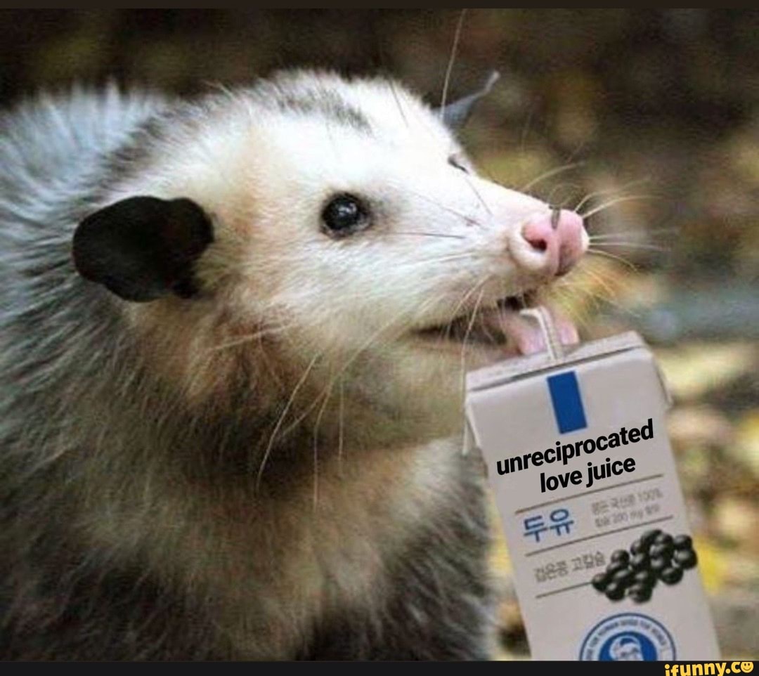 Possum memes. Best Collection of funny Possum pictures on iFunny